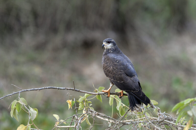 Florida Birds of Prey (20 Species with Pictures) - Birdwatching Tips
