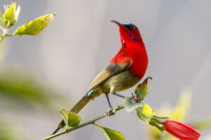 21 Common Birds with Red Heads (With Pictures) - Birdwatching Tips