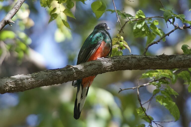 15 Types of Red Breasted Birds (Species Guide) - Birdwatching Tips