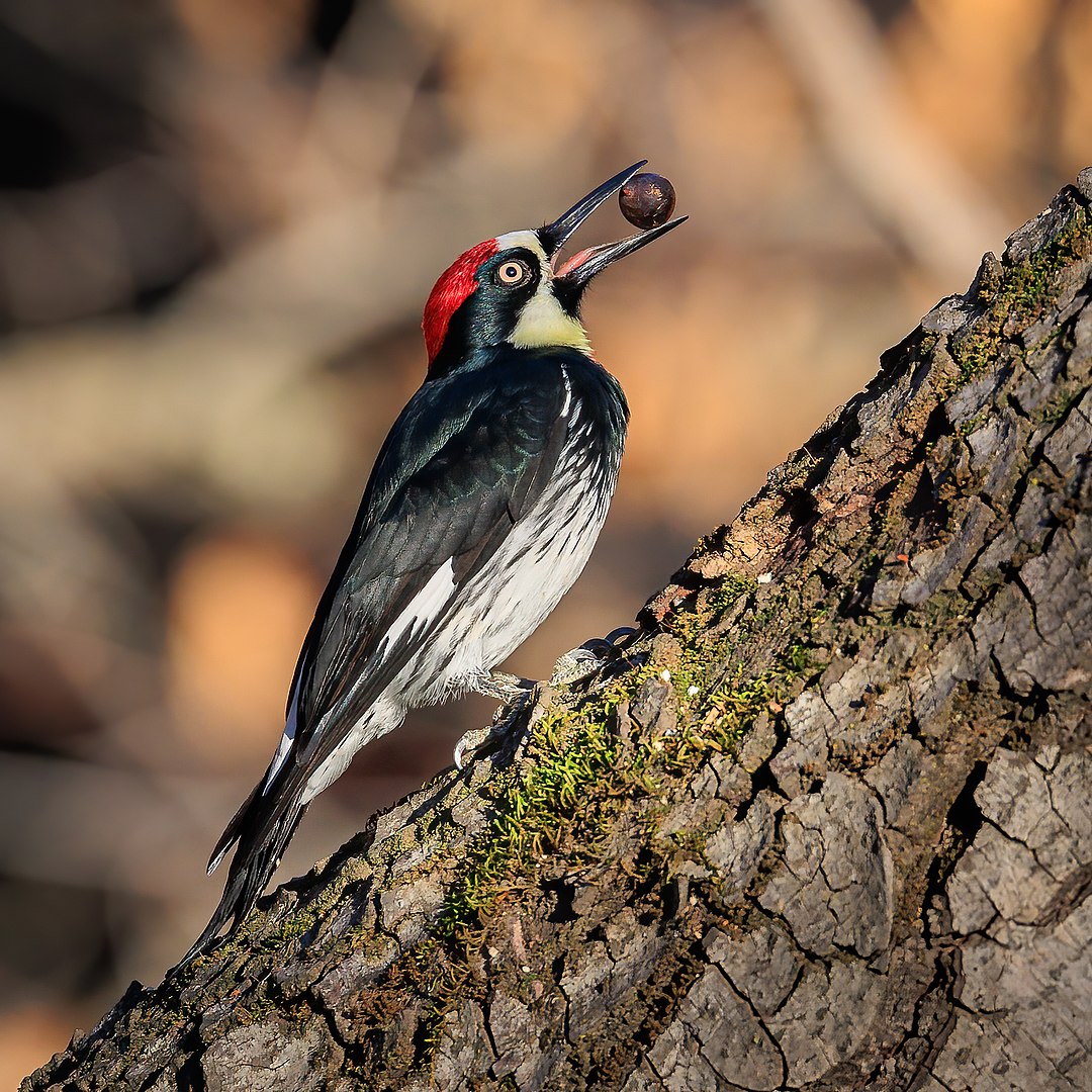 21 Common Birds With Red Heads With Pictures Birdwatching Tips