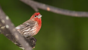 15 Types of Red Breasted Birds (Species Guide) - Birdwatching Tips