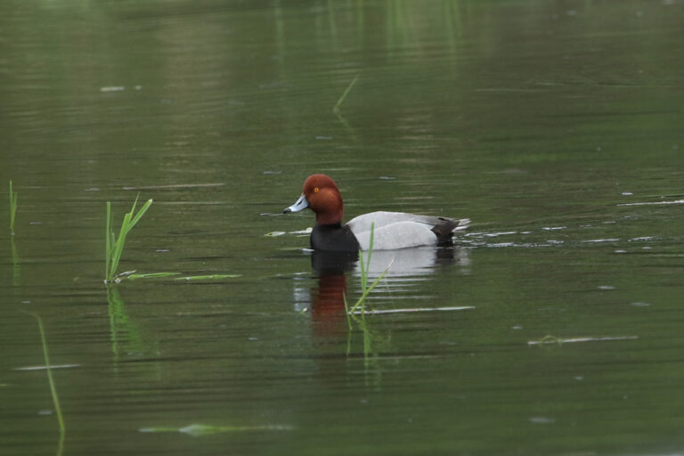 15 Types of Ducks in Florida (With Pictures) - Birdwatching Tips