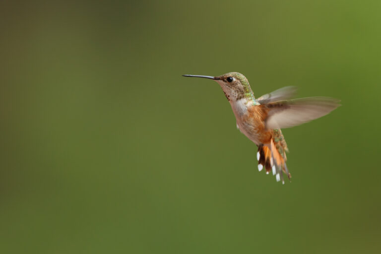 6 Types of Hummingbirds in Wisconsin (With Pictures) - Birdwatching Tips